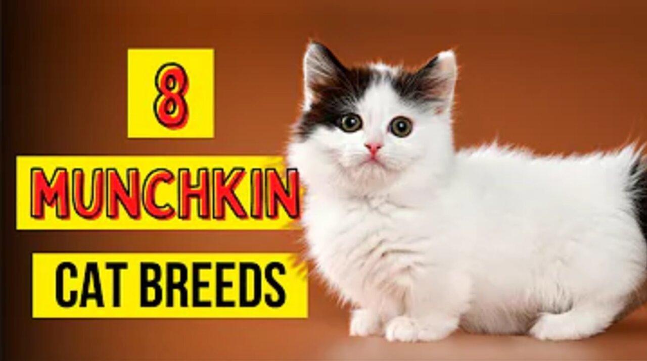 8 Munchkin Cat Breeds - One News Page VIDEO
