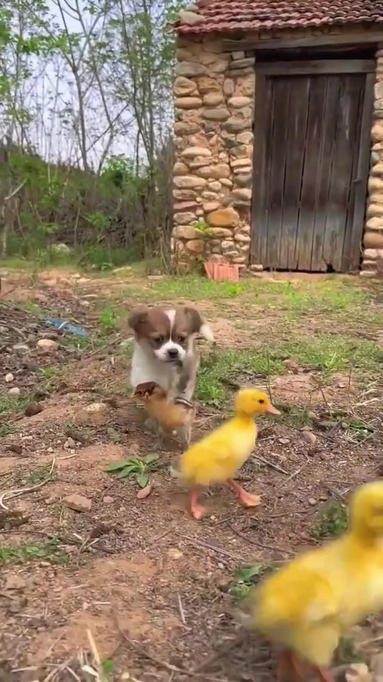 cute puppy playing with duck - One News Page VIDEO