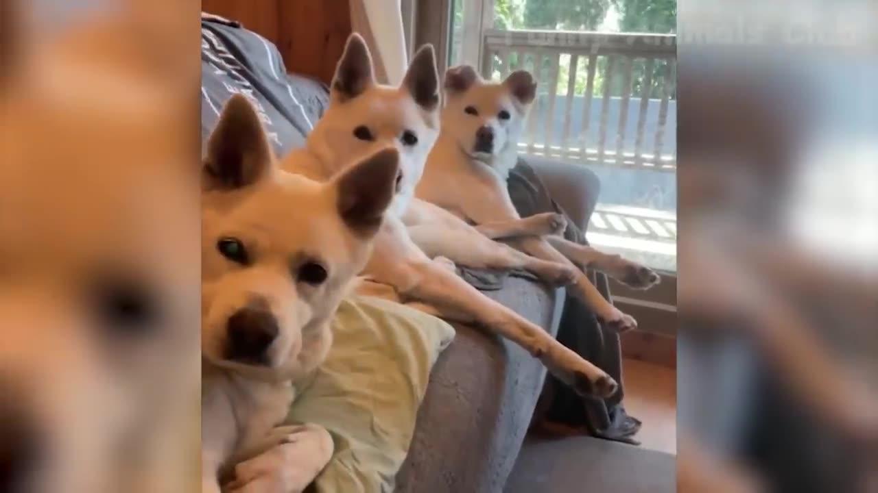 Funny dogs and cats compilation - One News Page VIDEO