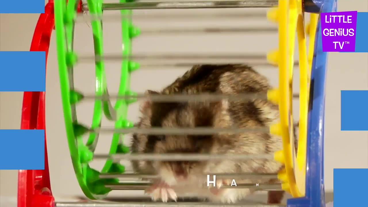 House Pets! _ videos for babies, toddlers, kids - One News Page VIDEO