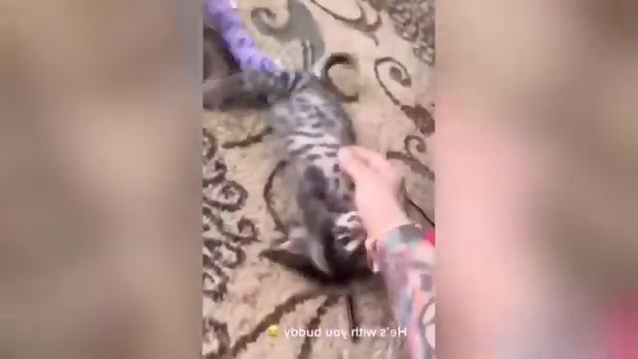 2023 FUNNIEST ANIMALS #01 CAT and DOGS - One News Page VIDEO