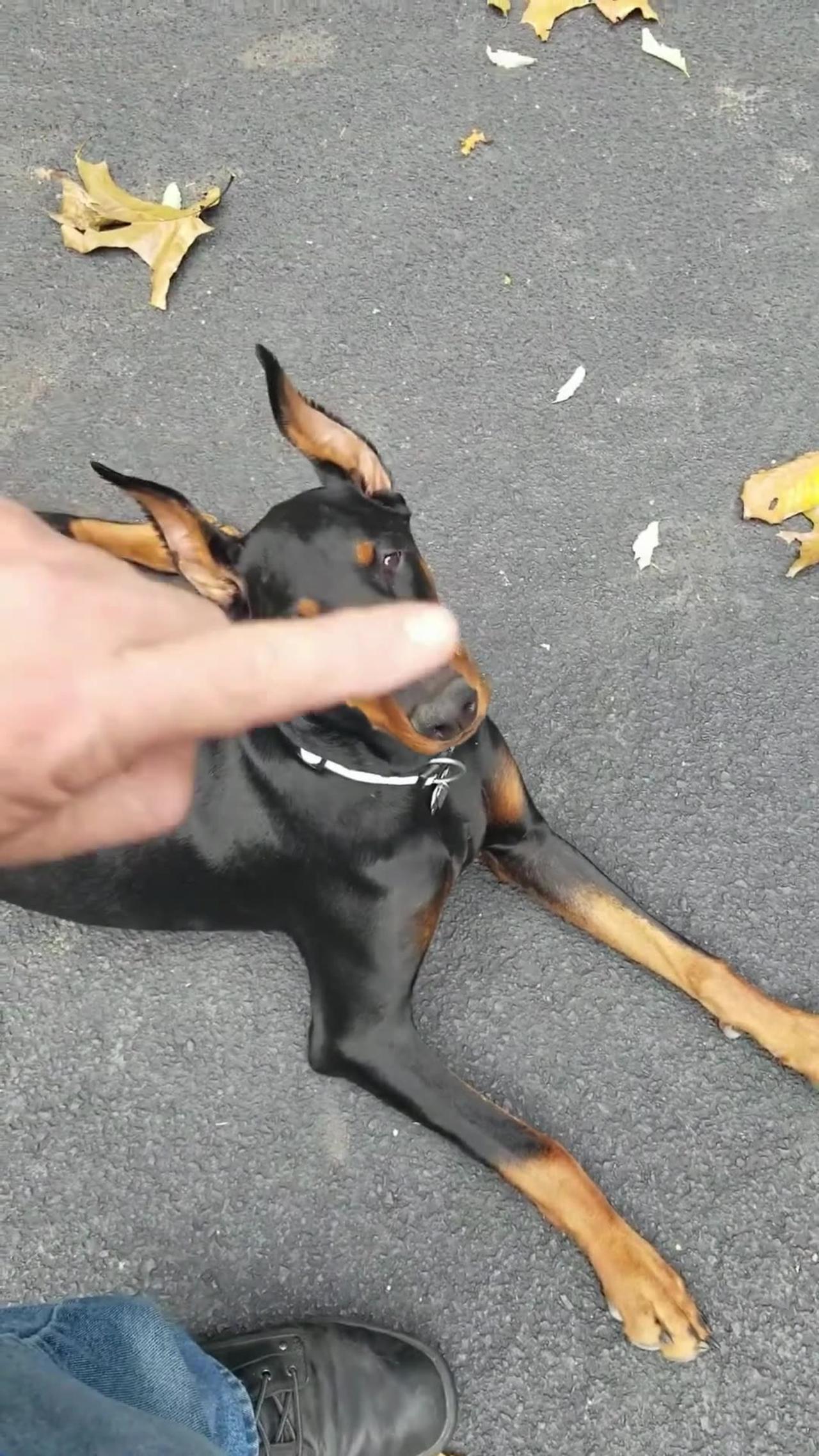 Winnie how many fuzzy tails can you hold the - One News Page VIDEO