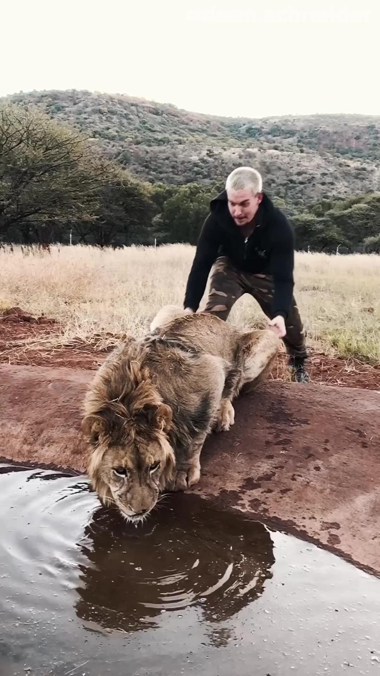 A lion been scared by a man - One News Page VIDEO