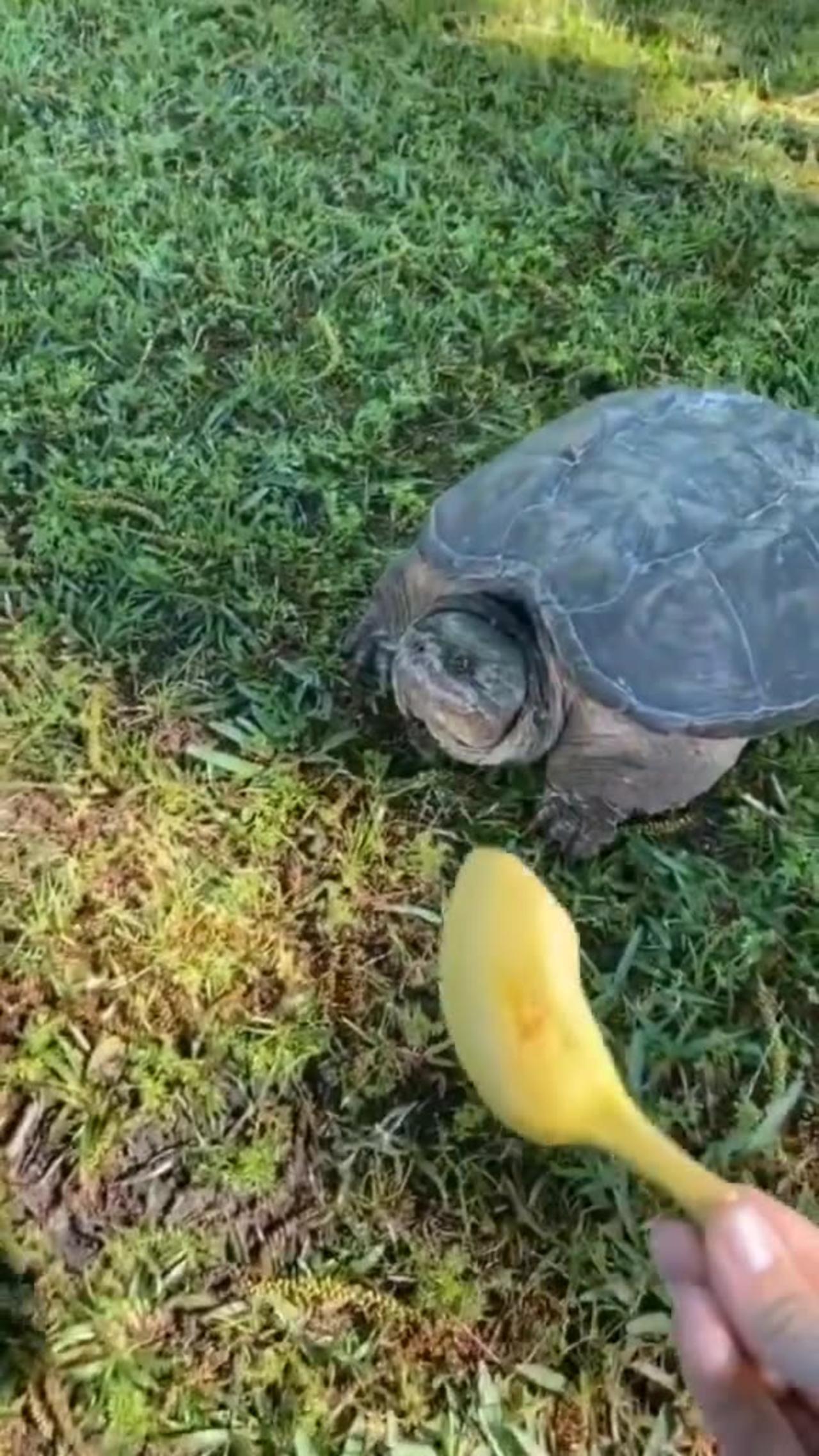 Turtle is so...... 🐢 - One News Page VIDEO