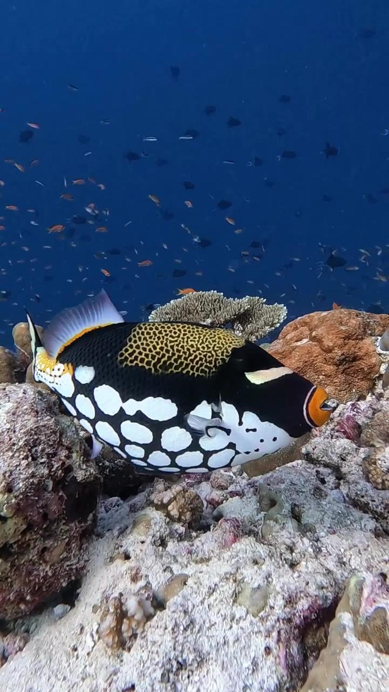 Fish 🐠 black spot fish - One News Page VIDEO