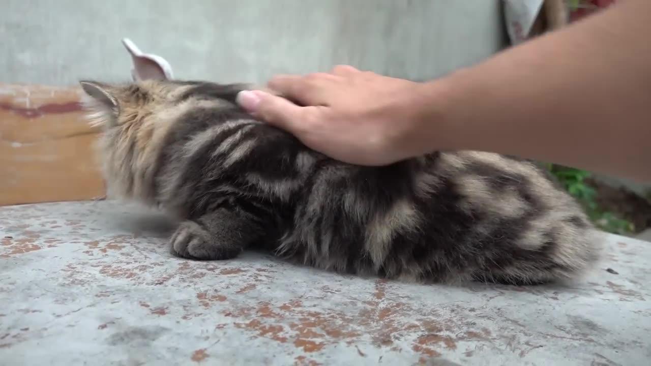 How cat React when seeing any stranger the first - One News Page VIDEO