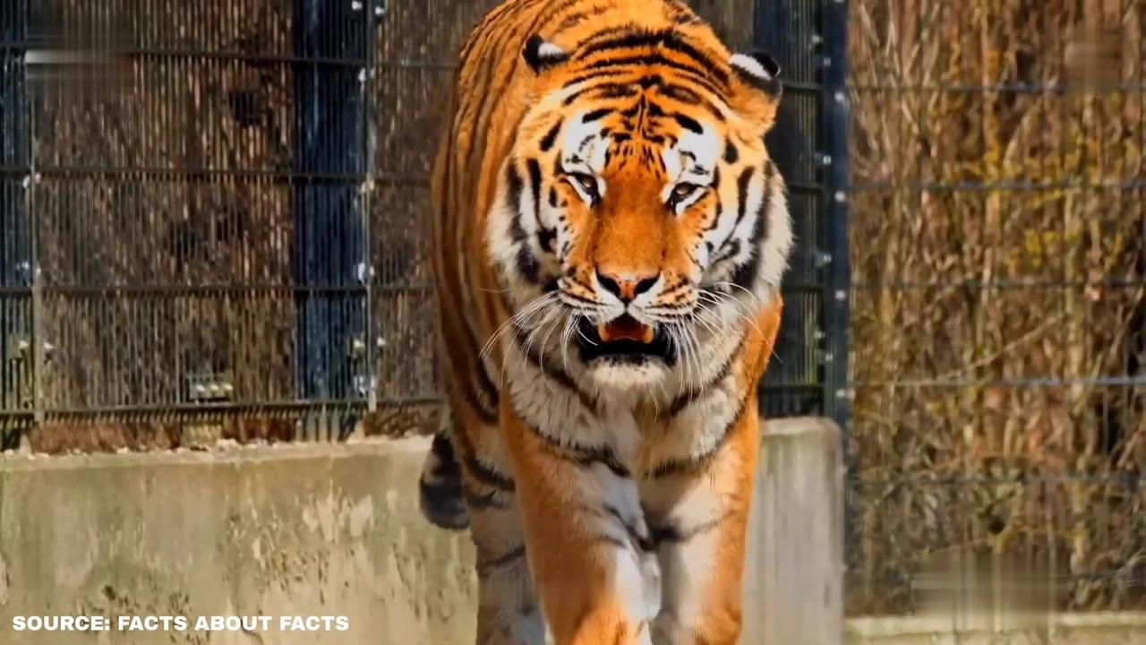 Top 16 Animal Predators - One News Page VIDEO