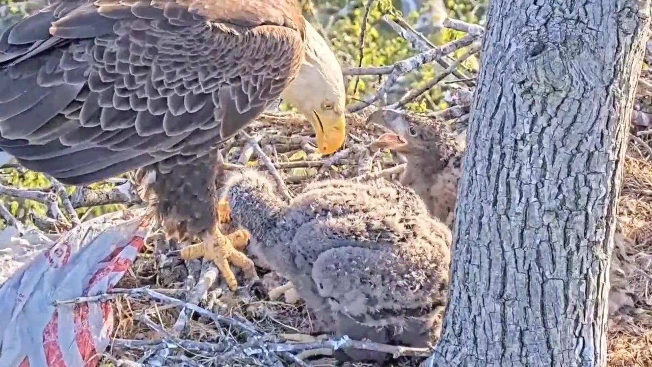 Eagle mother and babies - One News Page VIDEO