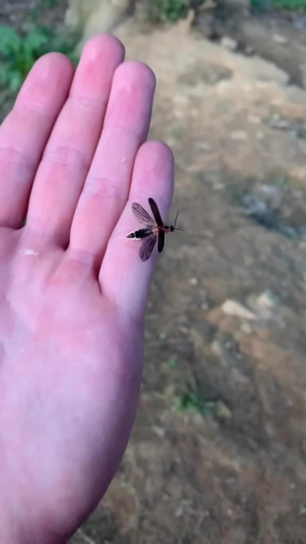 Kendall gray’s pet firefly - One News Page VIDEO