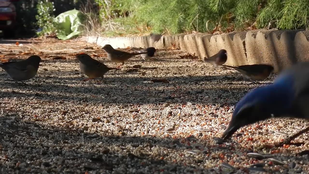Common, wild birds, full HD - One News Page VIDEO