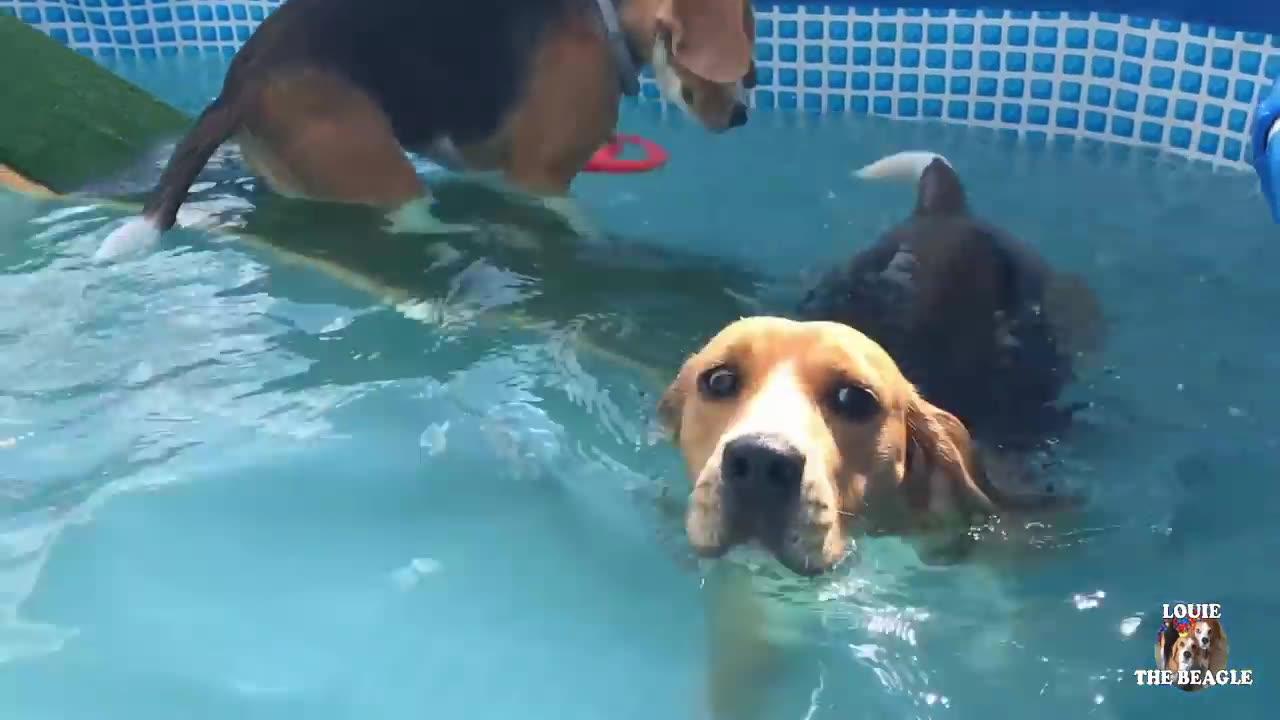 The Ultimate Beagle Party: Watch These Adorable - One News Page VIDEO