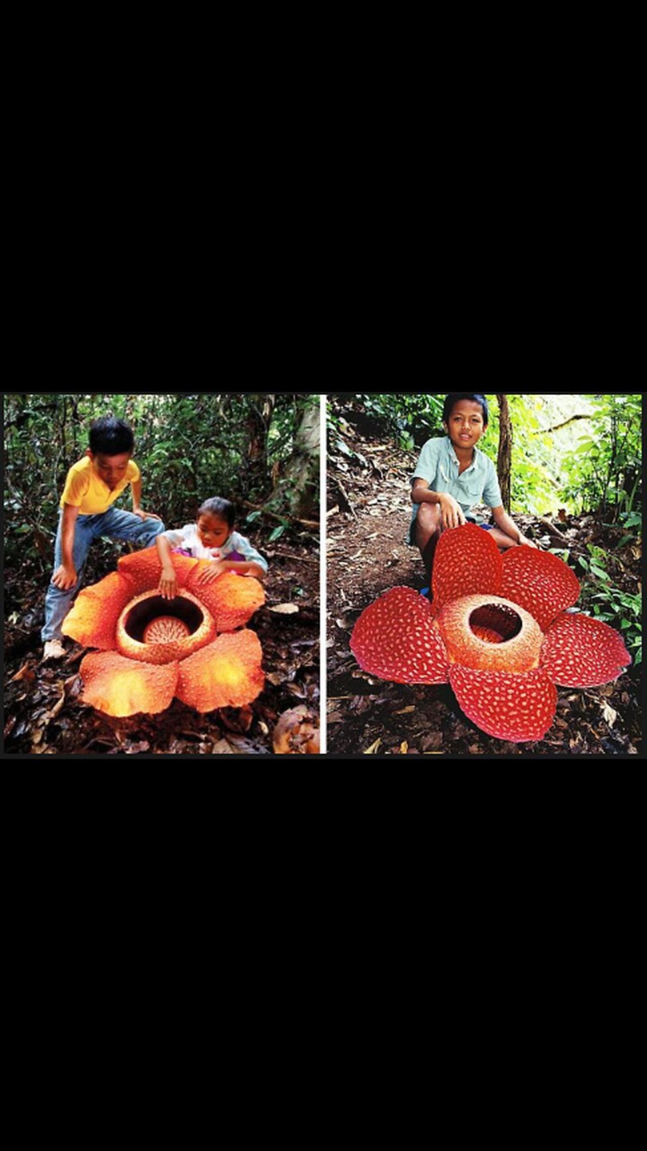 10 RARE AND AMAZING FLOWERS You Won't - One News Page VIDEO
