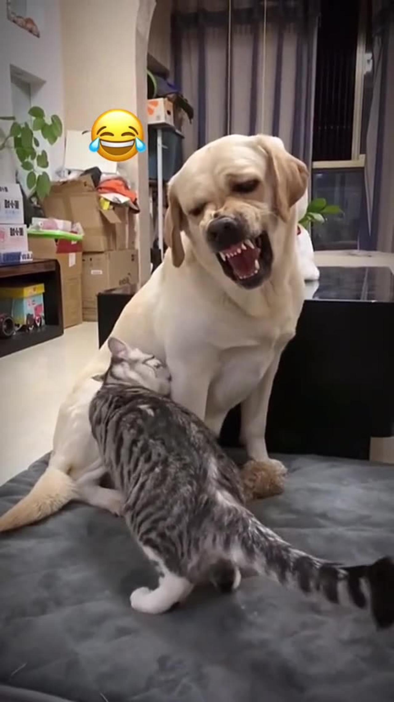 Funny Cats and dogs Videos 🤣 - Funniest - One News Page VIDEO