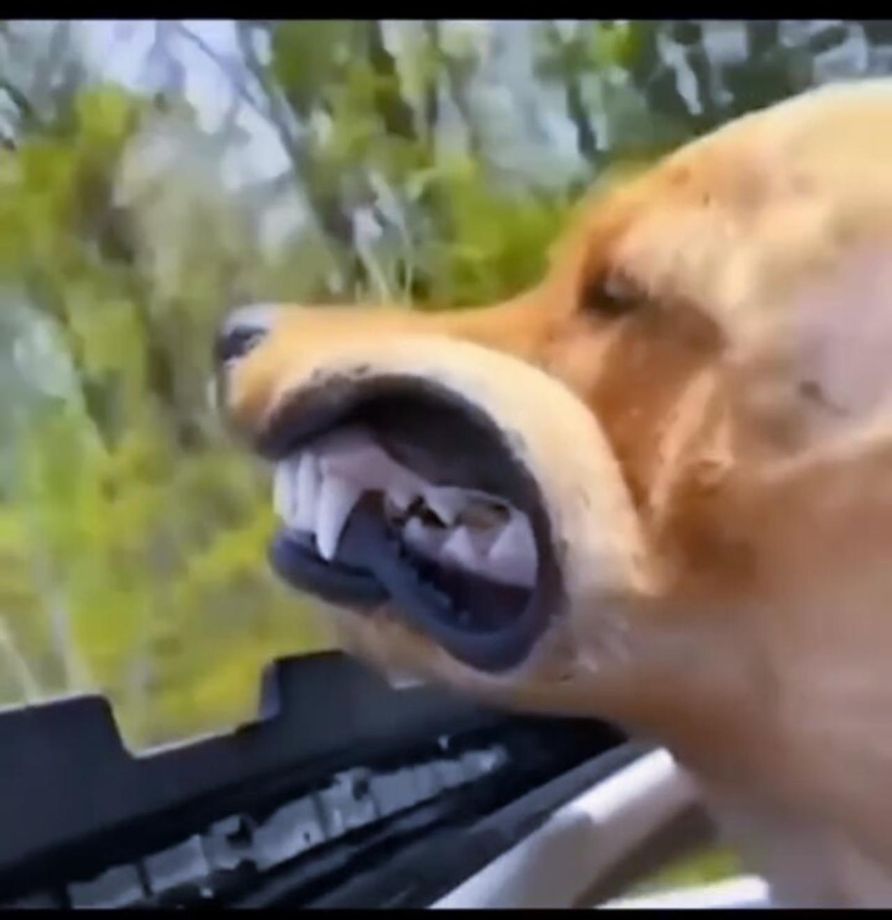 TRY NOT TO LAUGH 😂 FUNNY ANIMAL SHORT - One News Page VIDEO