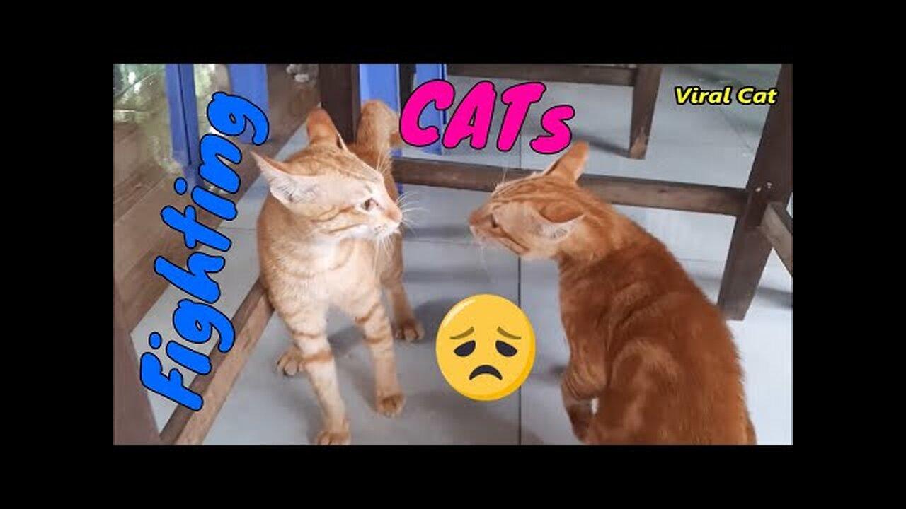 Cats Fighting and Meowing - These Two are Bloody - One News Page VIDEO