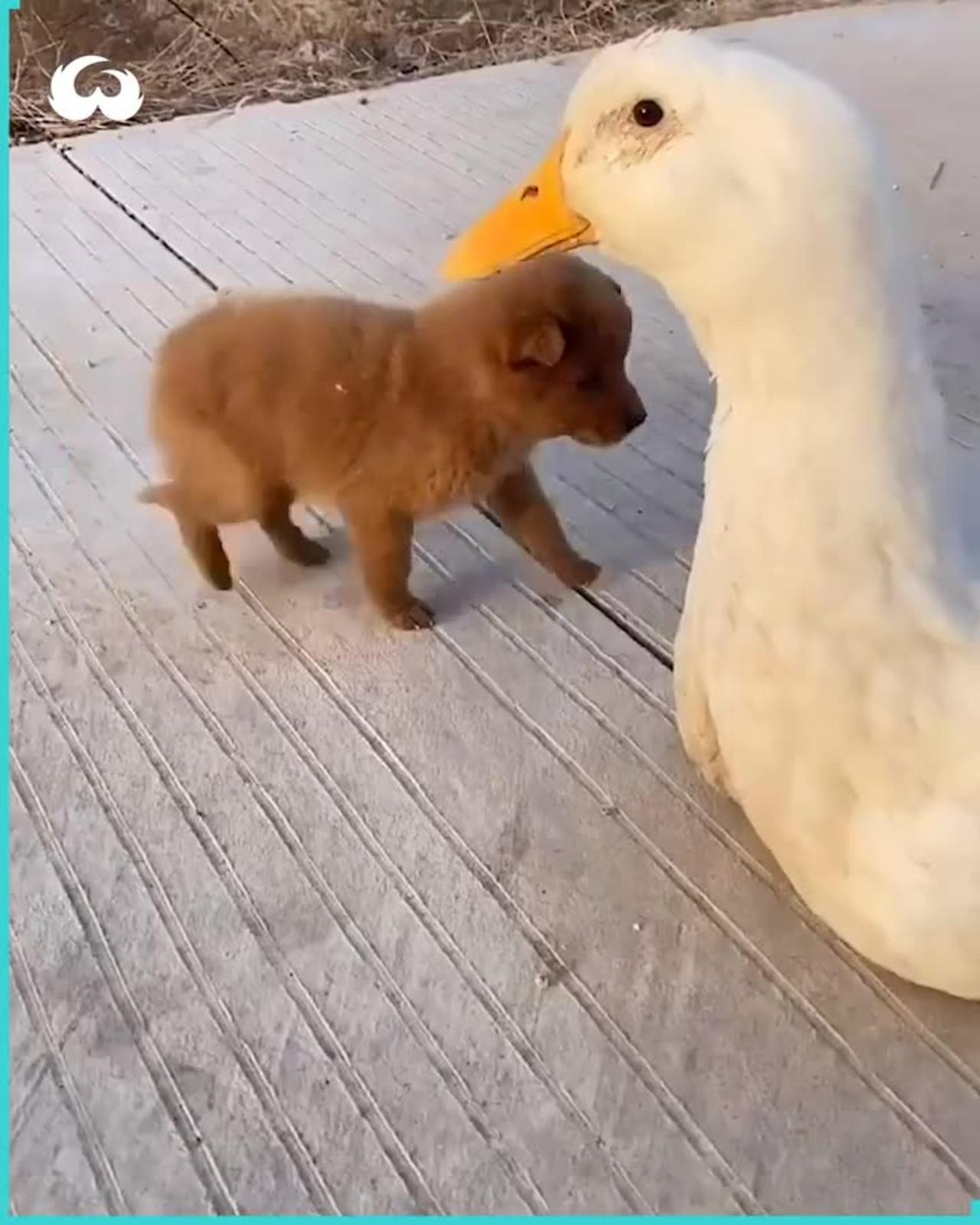 Adorable Puppy And Friendly Duck Have The Cutest - One News Page VIDEO