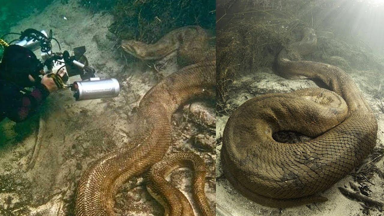 15 Strangest Things Found By Deep Sea Divers! - One News Page VIDEO