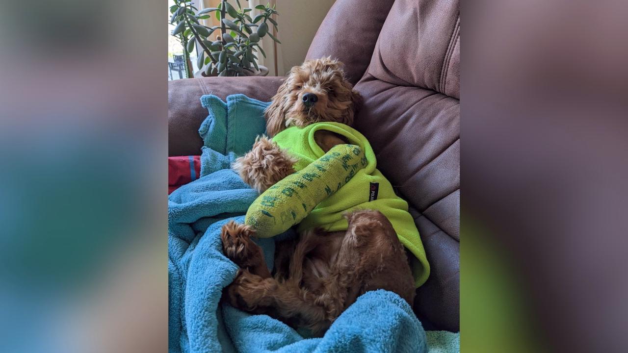 Cockapoo Pup Rescue From Cliff Edge Leaves Owner - One News Page VIDEO