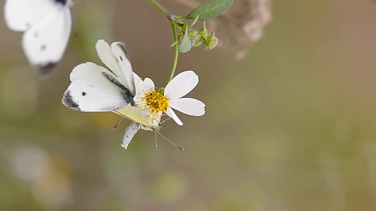 Spring, White flower, White Butterflies - One News Page VIDEO
