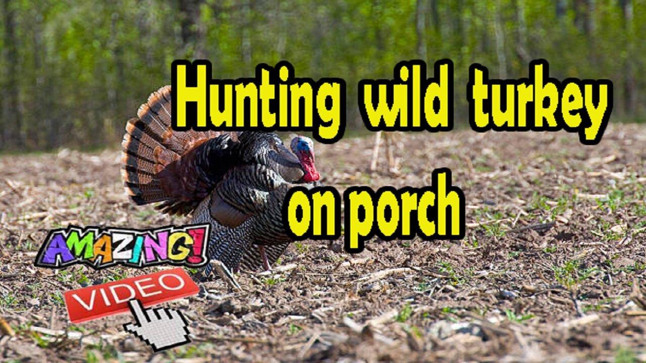 Hunting wild turkey on porch - One News Page VIDEO