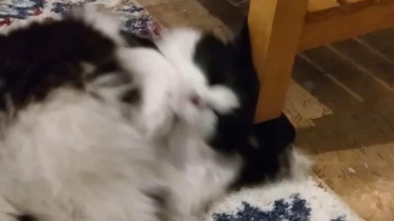 MY CAT BEING DUMB - One News Page VIDEO