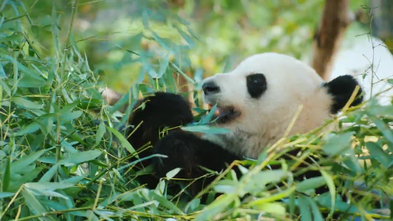 The Cutest Creatures on Earth!" Cute Panda - One News Page VIDEO