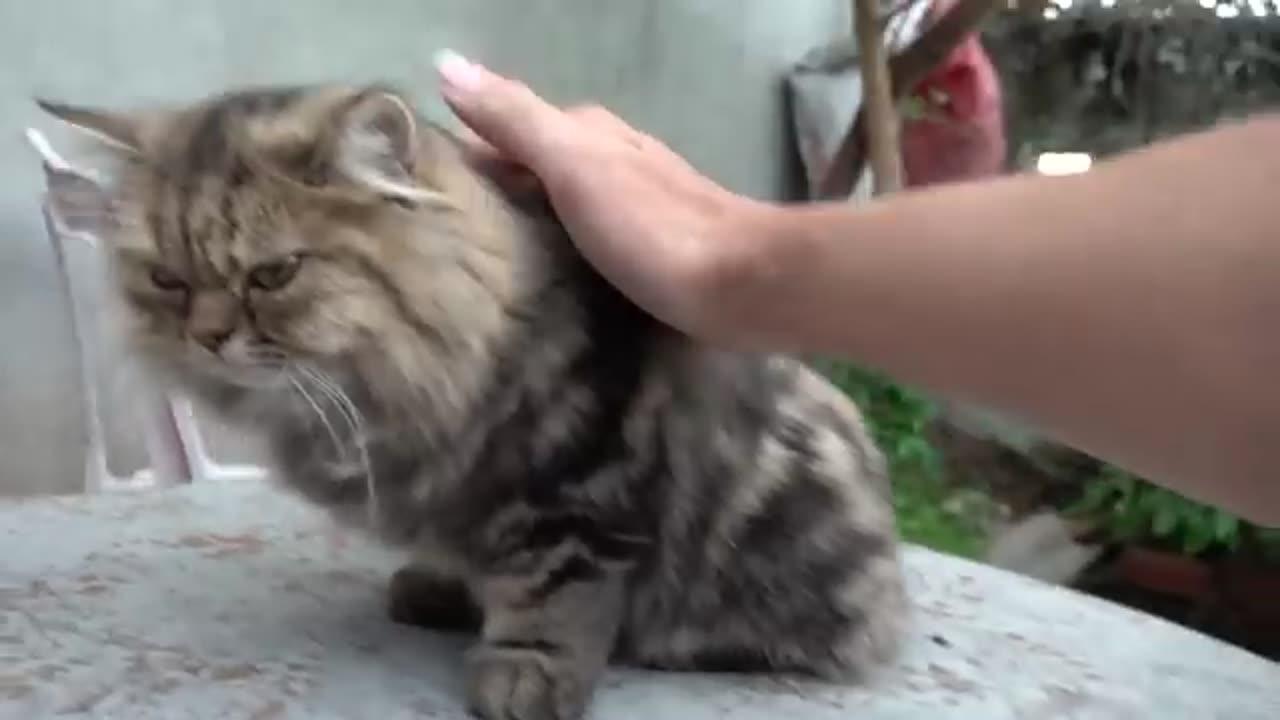 beautiful cat - One News Page VIDEO