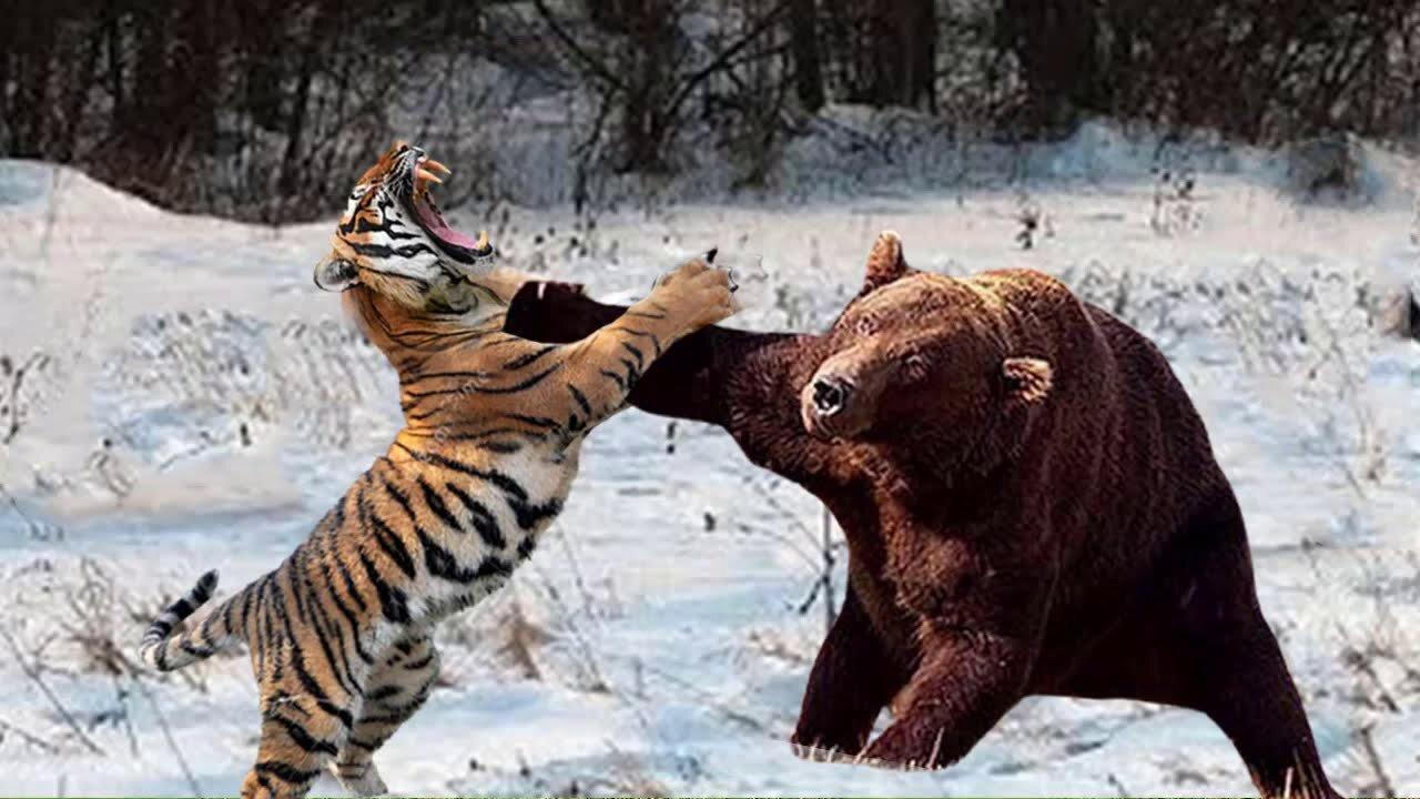 Tigers kill bear - Tigers attack wild boar and - One News Page VIDEO