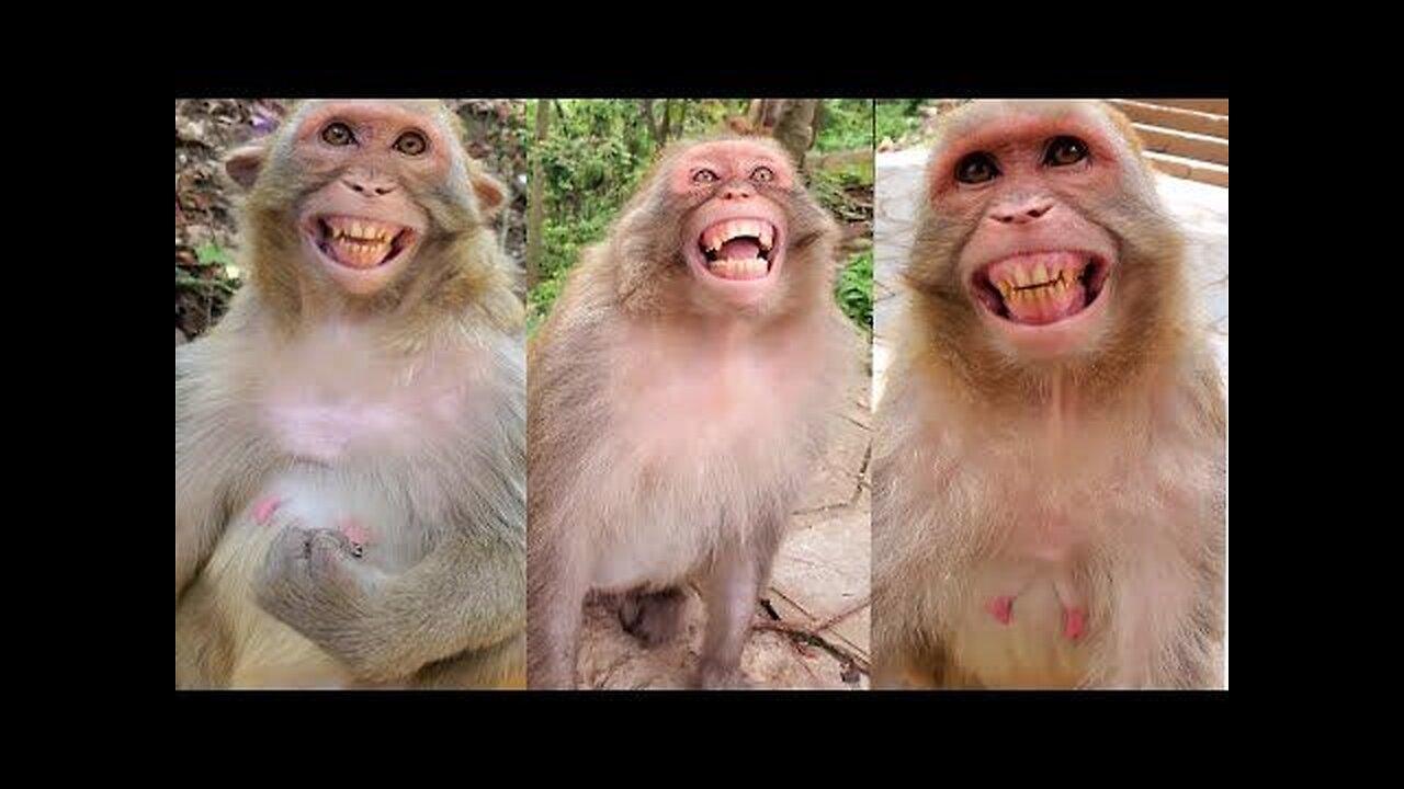 Funny monkey😄😄😄 - One News Page VIDEO