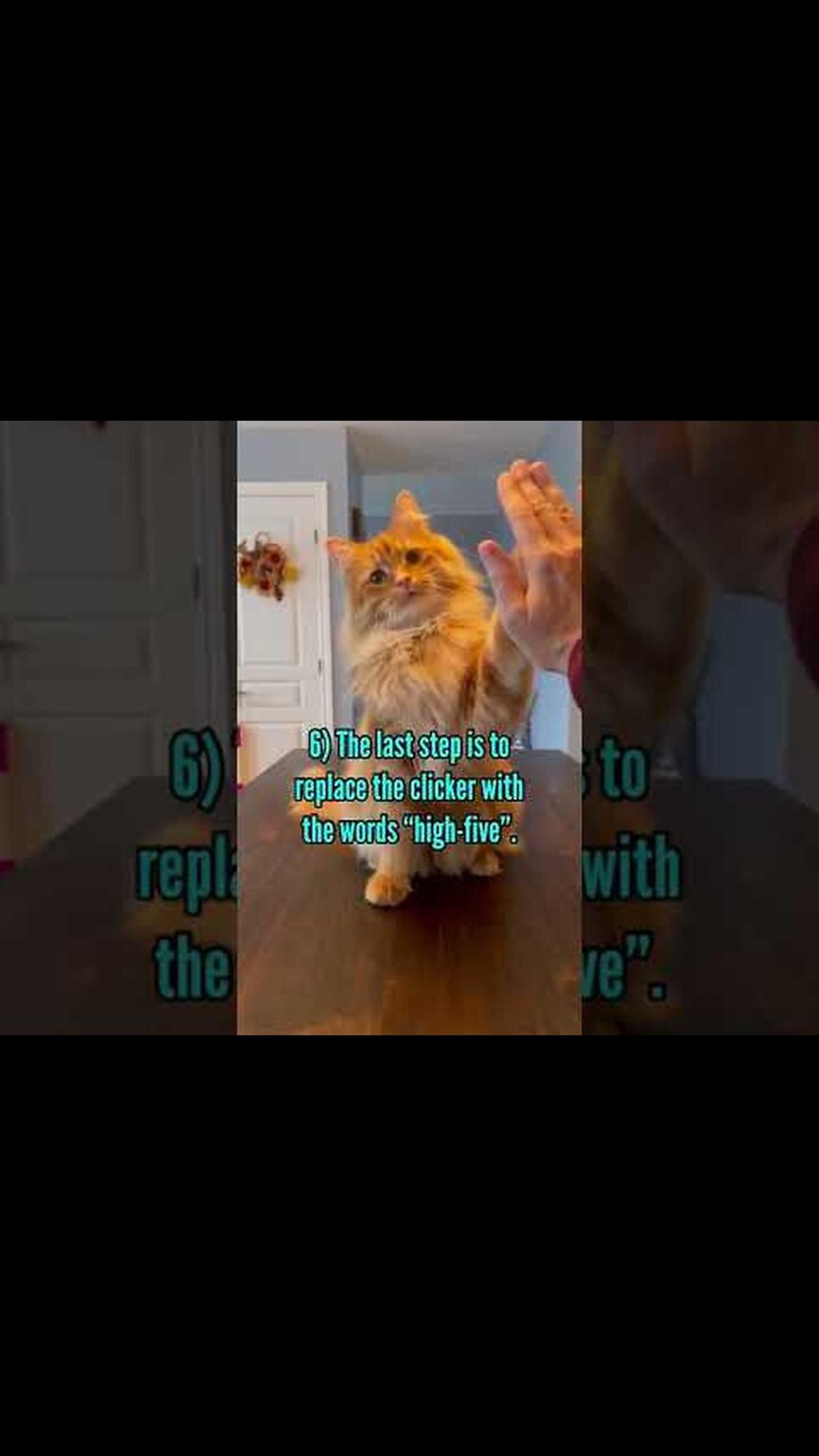 How to teach your cat the high-five in 6 steps. - One News Page VIDEO