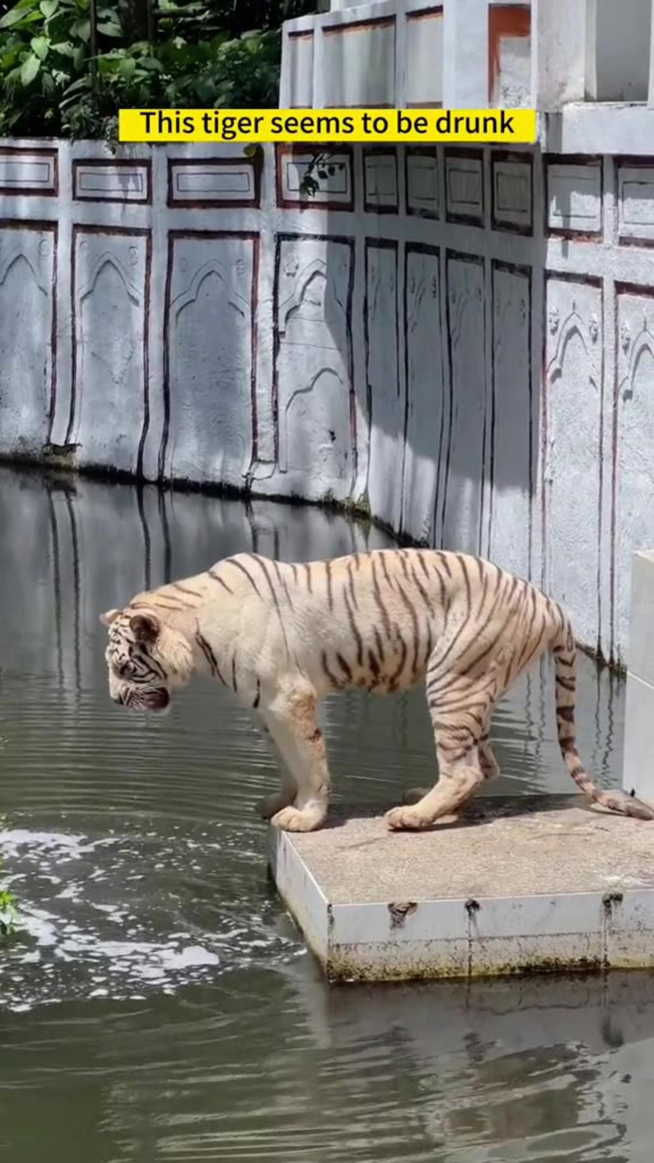 Amazing #animals #amazing #funny #cute #pet - One News Page VIDEO