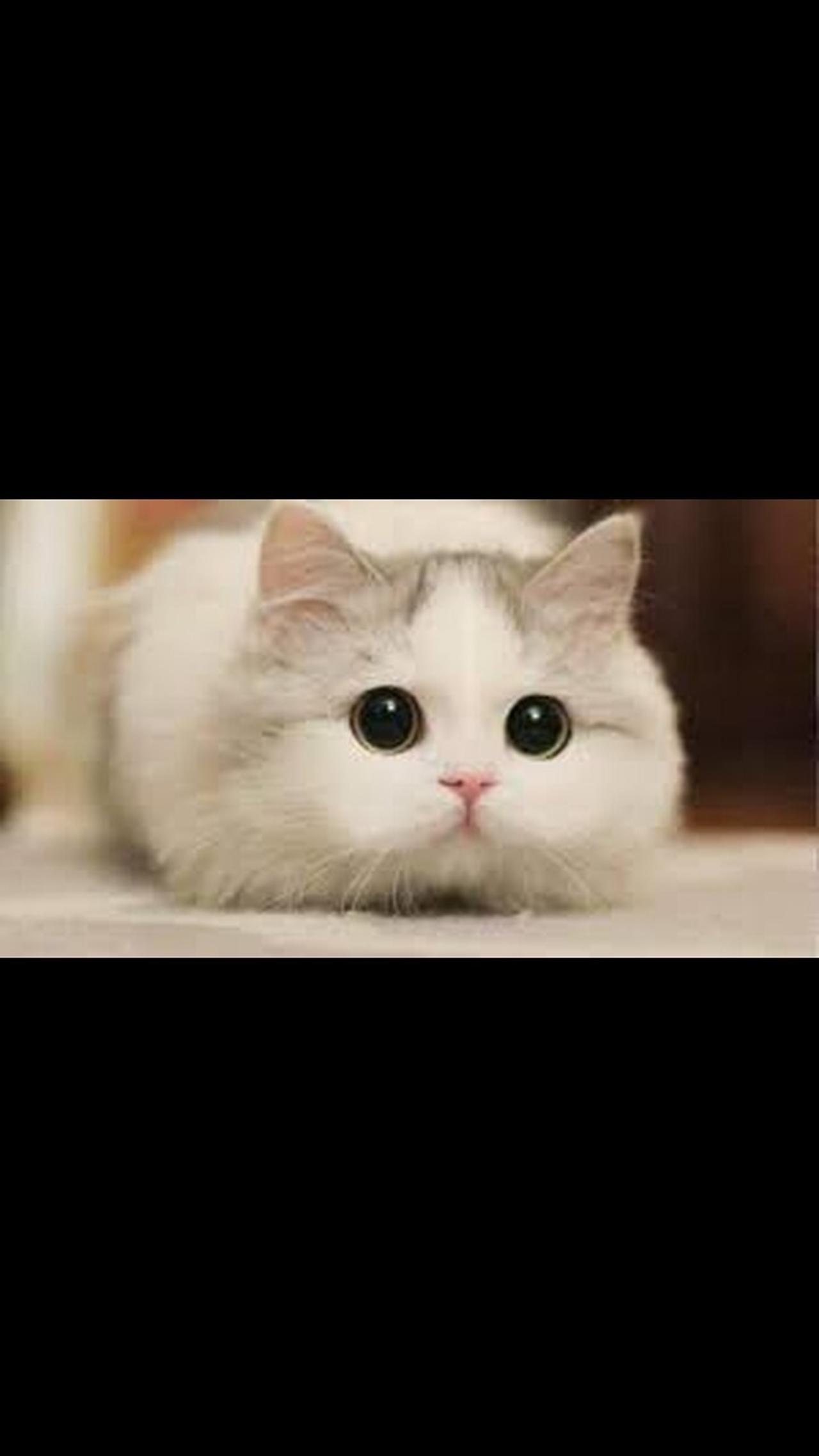 Cute Animals part 1 - One News Page VIDEO