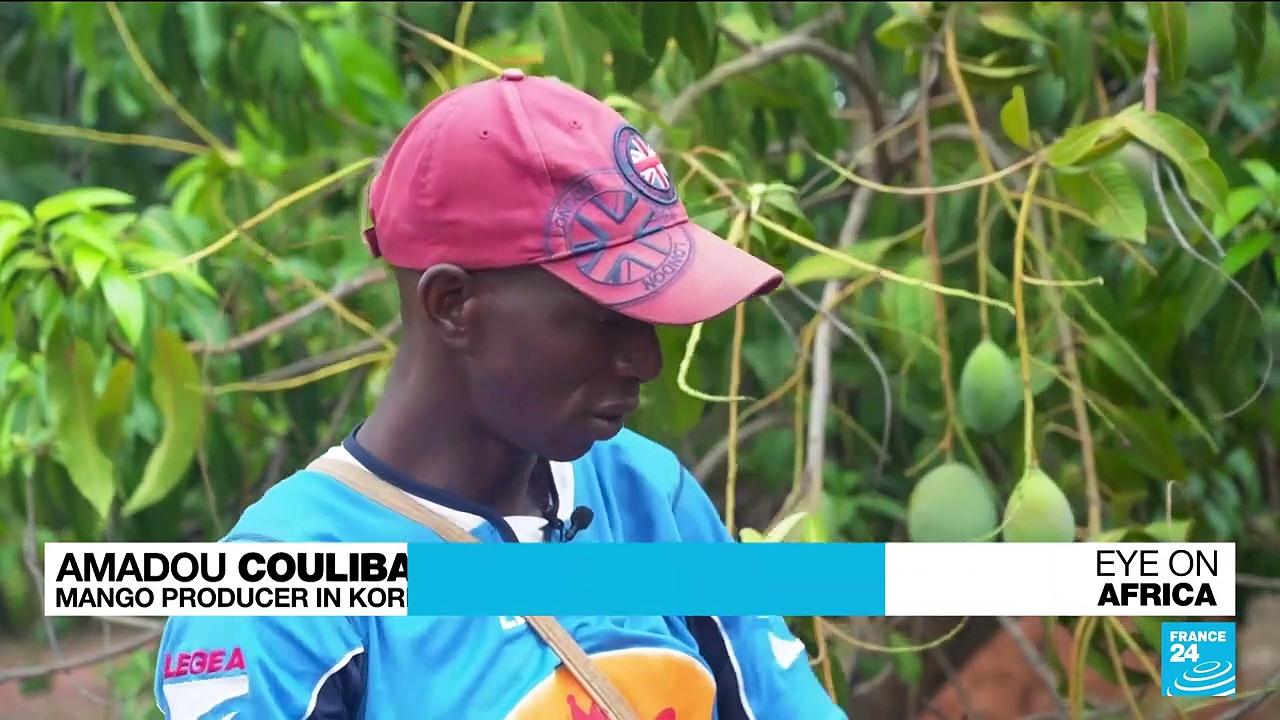 Ivory Coast top African mango exporter, but - One News Page VIDEO