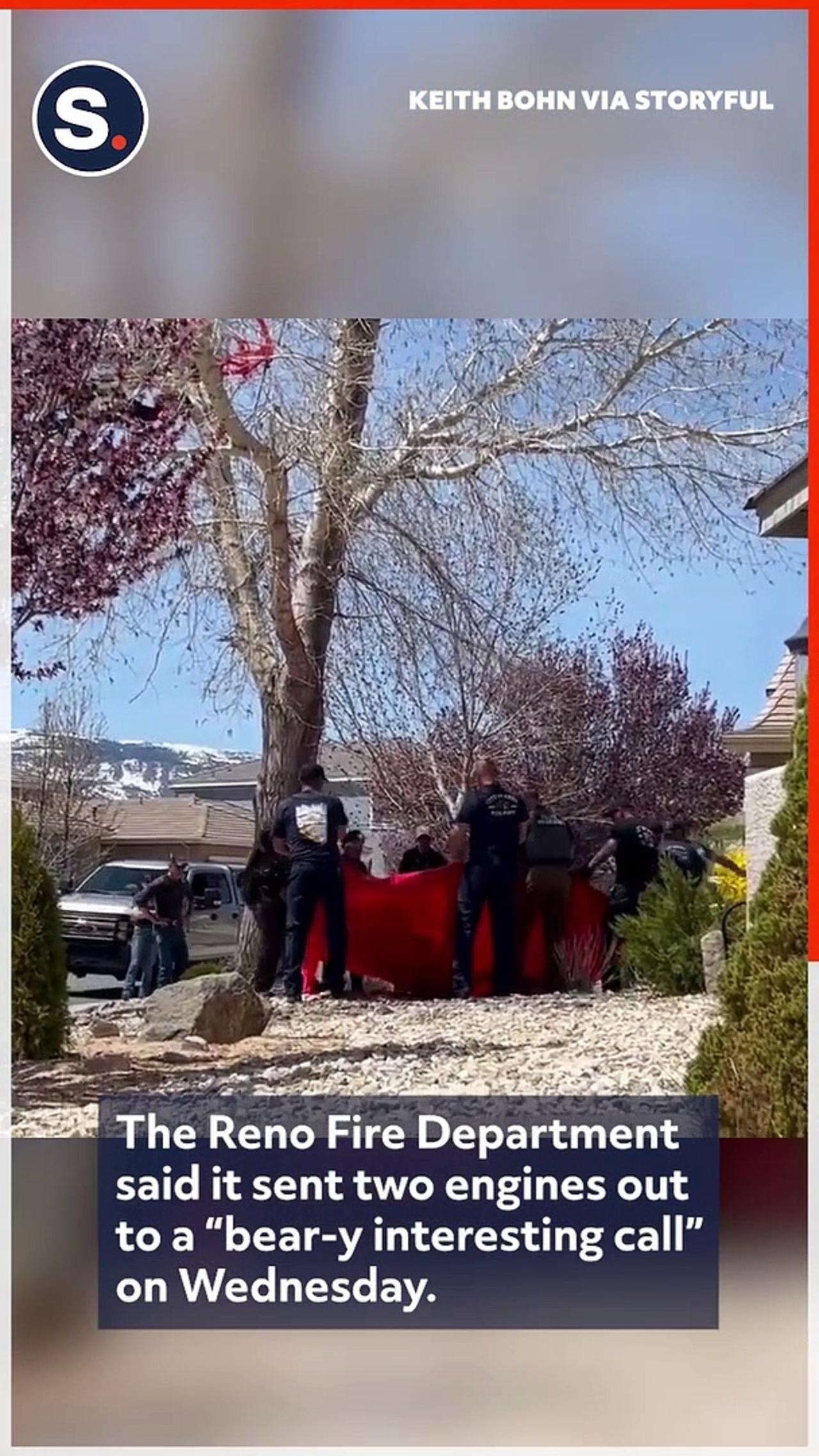 Bear Stuck in Tree Falls to Safety During Rescue - One News Page VIDEO