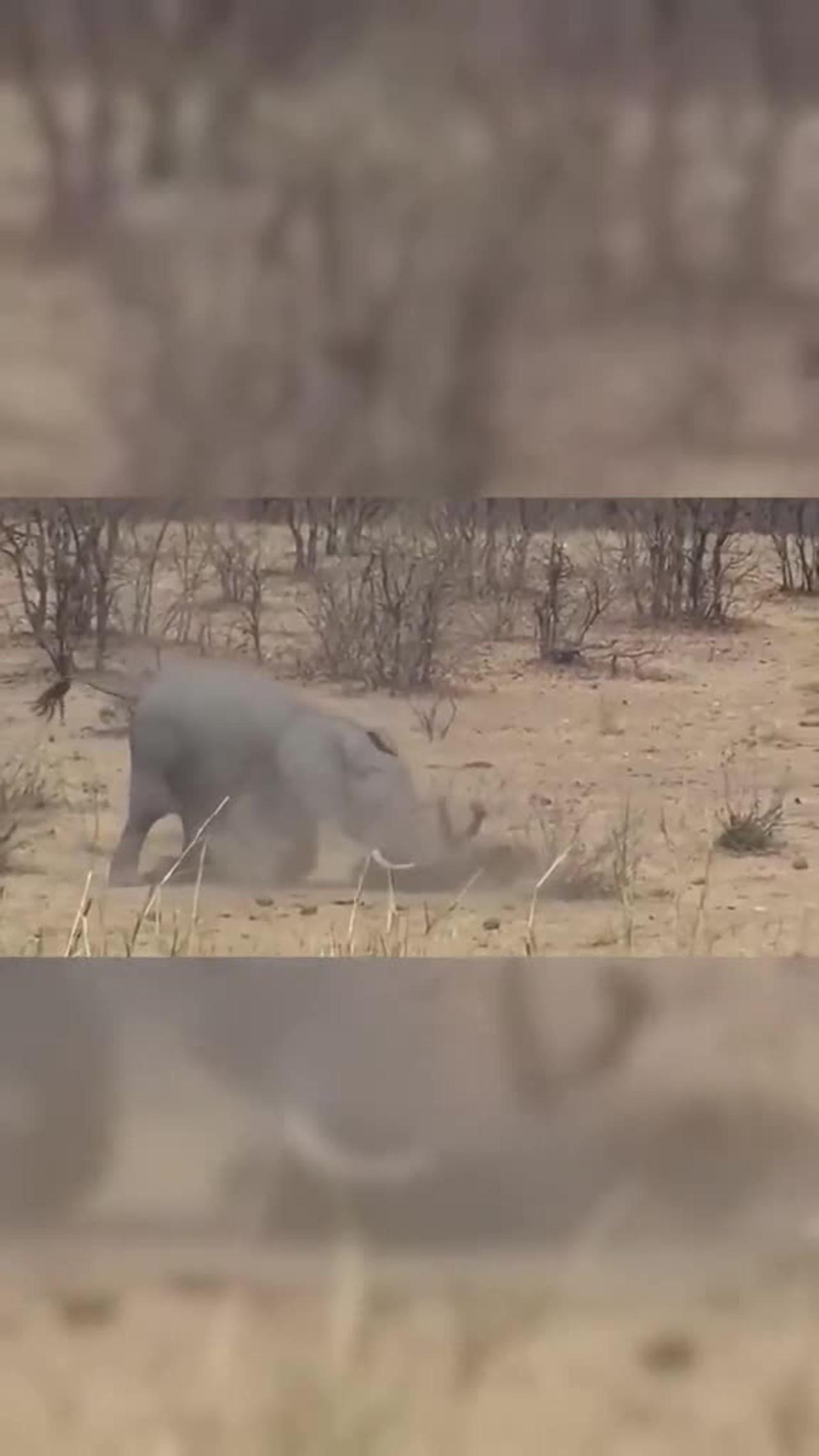 Elephant vs hyena - One News Page VIDEO