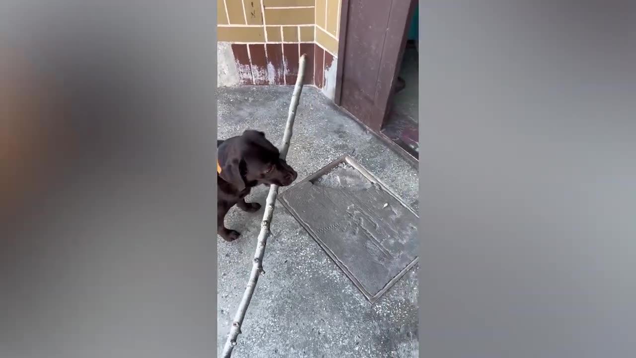 Funniest Animals 2023 - Funny Cats and Dogs - - One News Page VIDEO