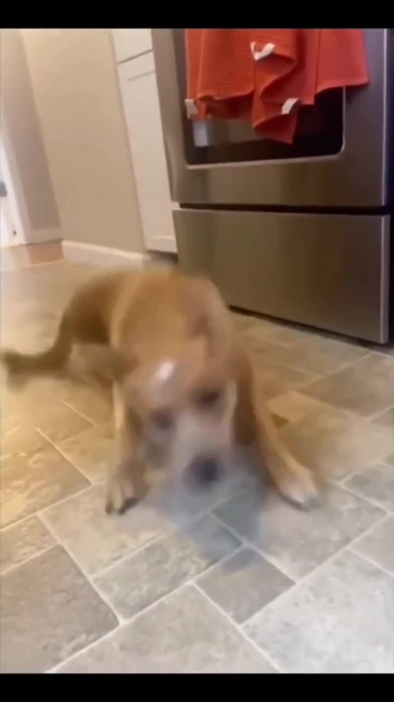 The Pooch Parody: Dogs Mimicking Human - One News Page VIDEO