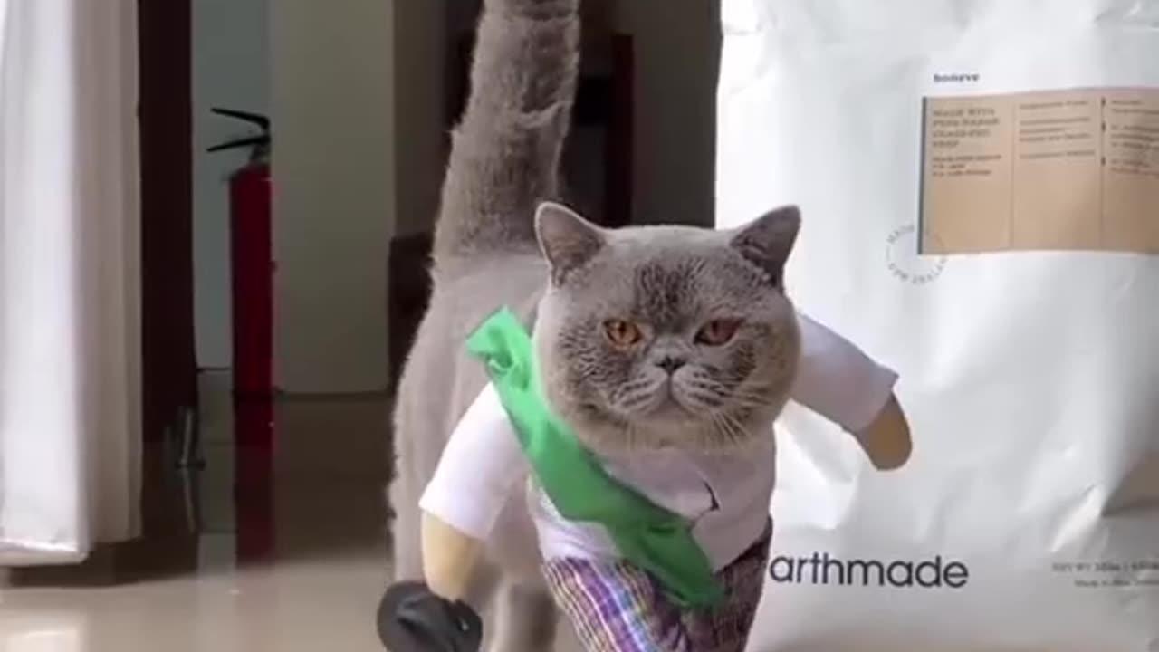 The Majestic Walk of a Gorgeous Cat. - One News Page VIDEO