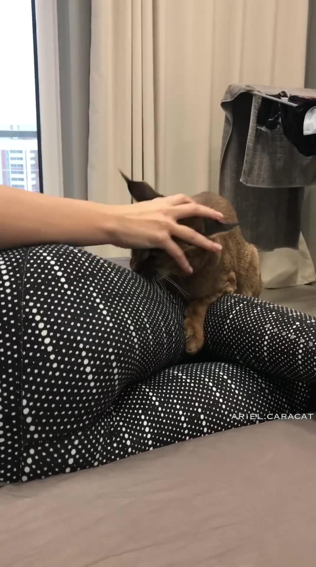 Floppa cat bites human - One News Page VIDEO