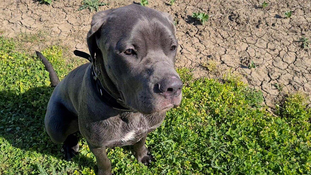Bruce The Cane Corso 50 KG 110 Lbs 9.5 Month Old - One News Page VIDEO