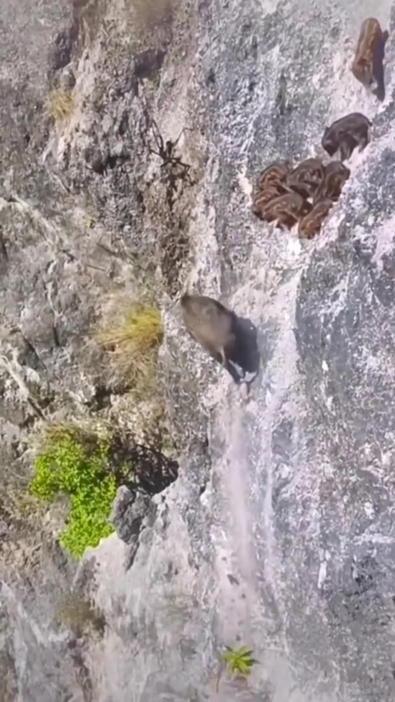 Amazing animals - One News Page VIDEO