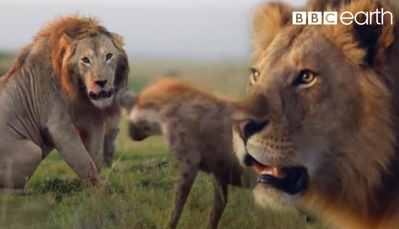 ONE HOUR of Amazing Animal Moments | BBC Earth - One News Page VIDEO