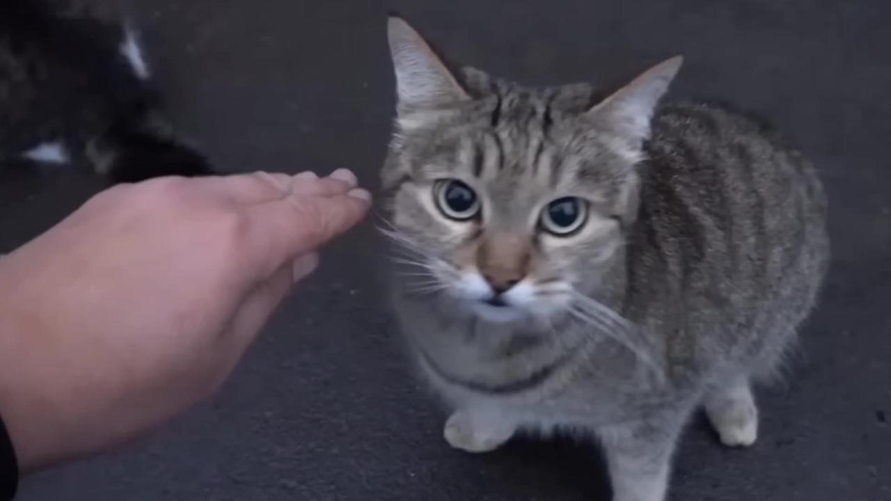 Cute cat is saying something too me - One News Page VIDEO