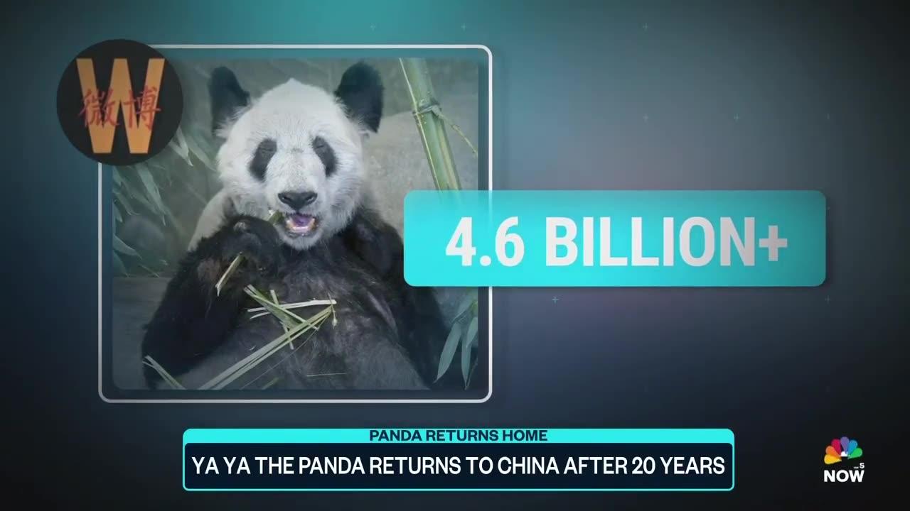 Ya Ya the panda returns to China after 20 years - One News Page VIDEO