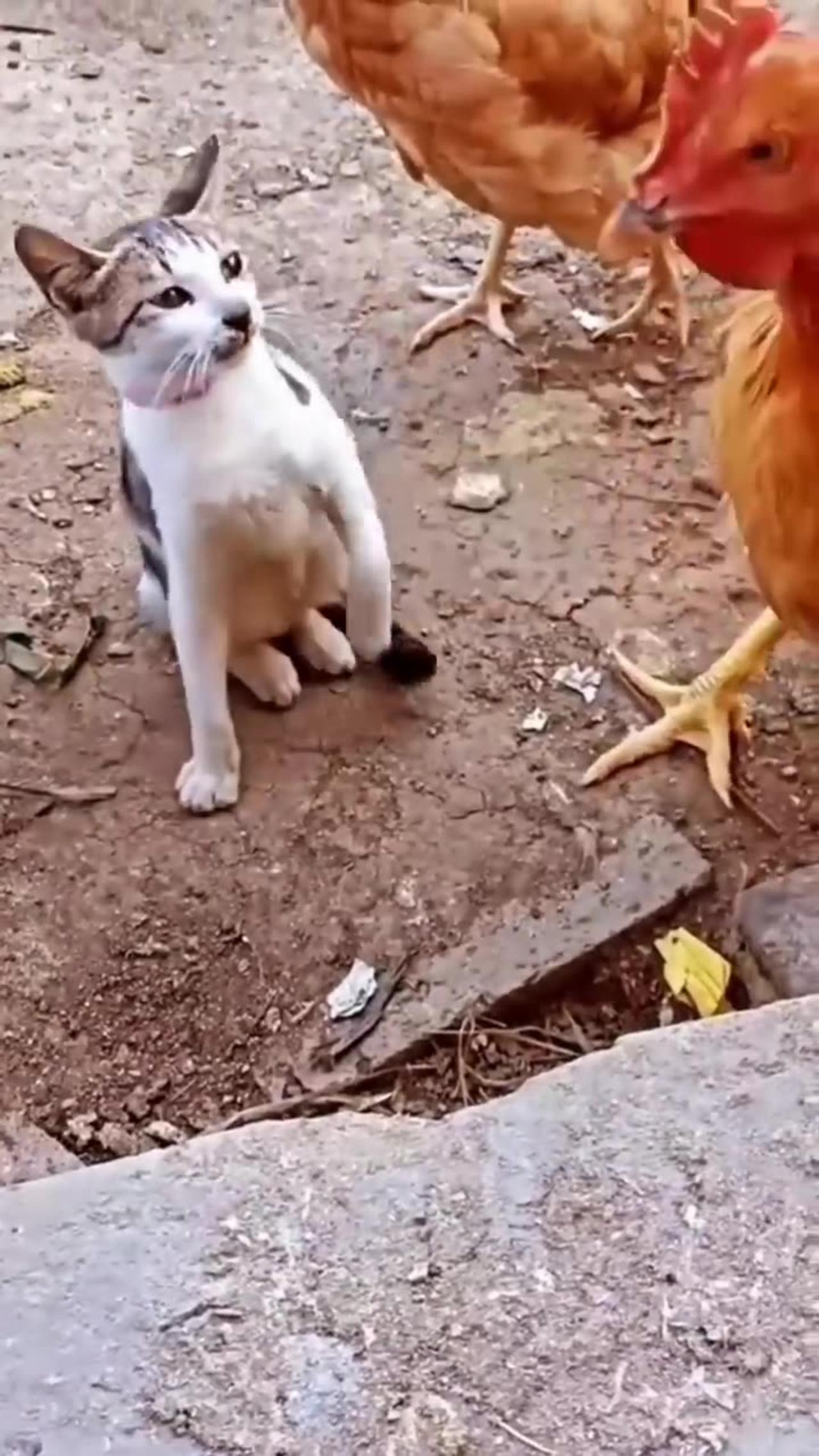 Cat vs chicken funny video 2023 - One News Page VIDEO