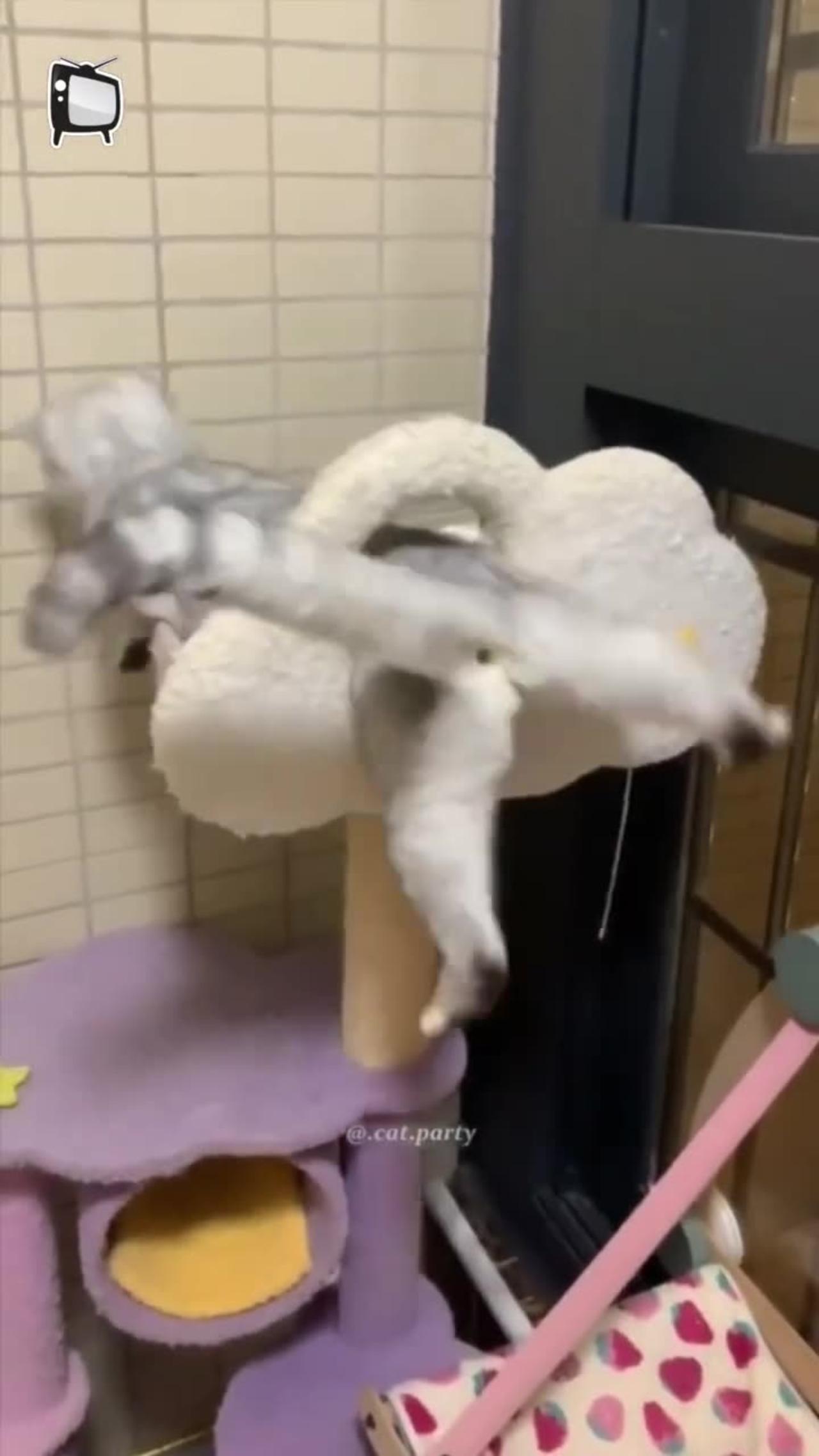 2023: 😹 FUNNY CATS - Unbelievable CATS Antics - One News Page VIDEO