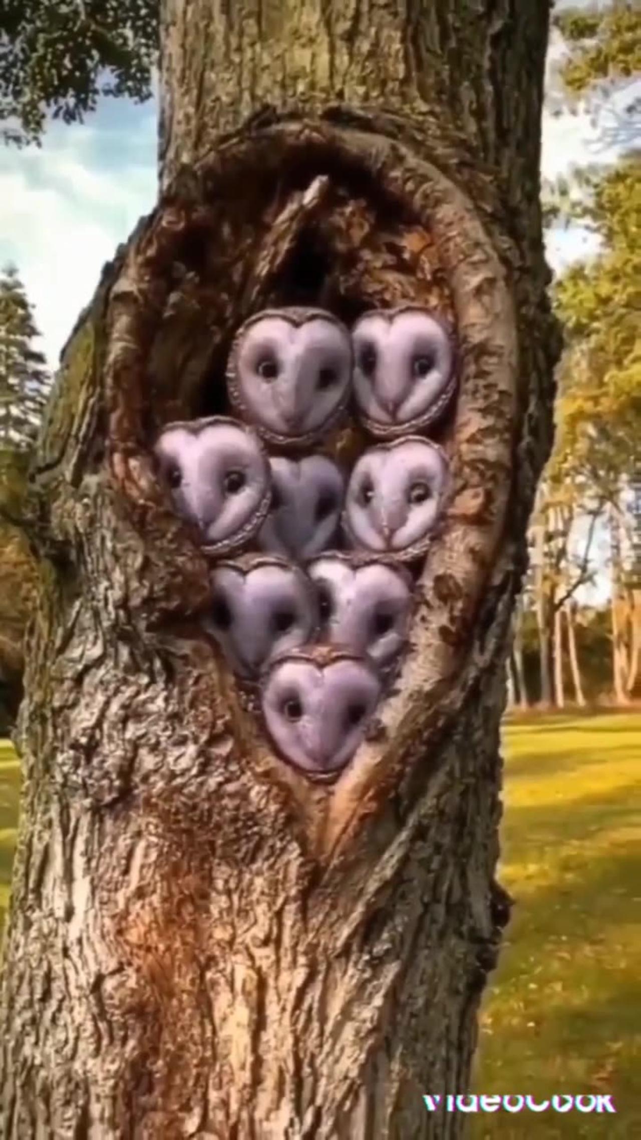 Bird dancing #Bird dancing for female - One News Page VIDEO