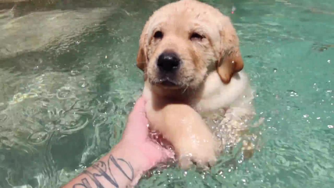 Teaching Labrador Puppies How To Swim in - One News Page VIDEO