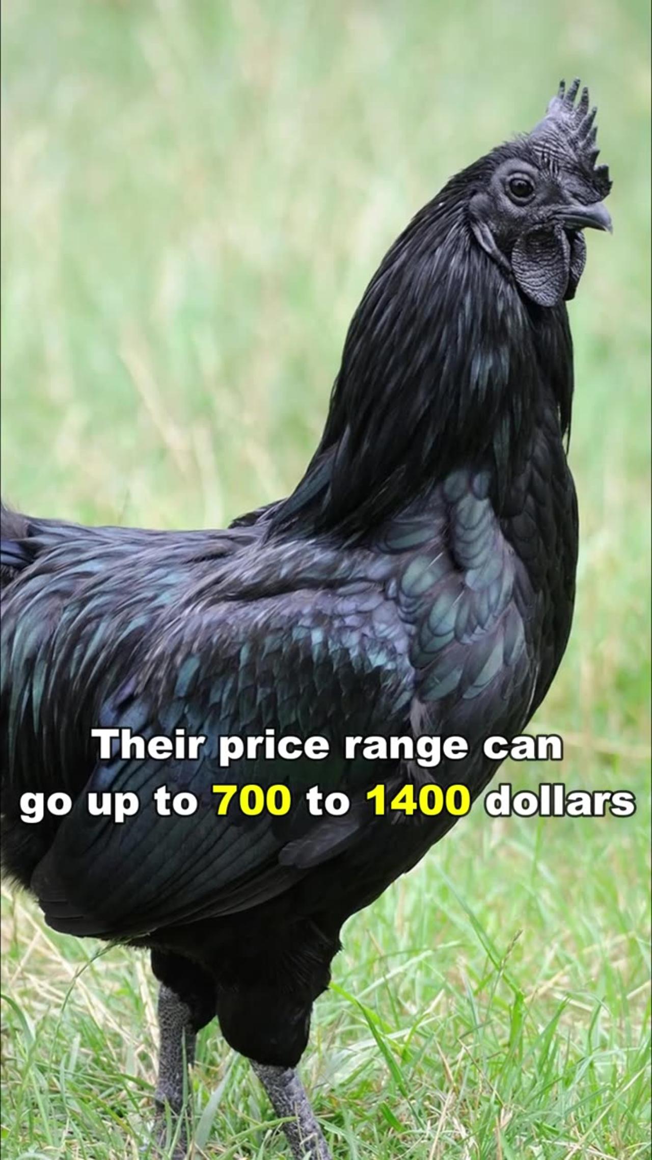 This Chicken's Whole Body Is Black - One News Page VIDEO