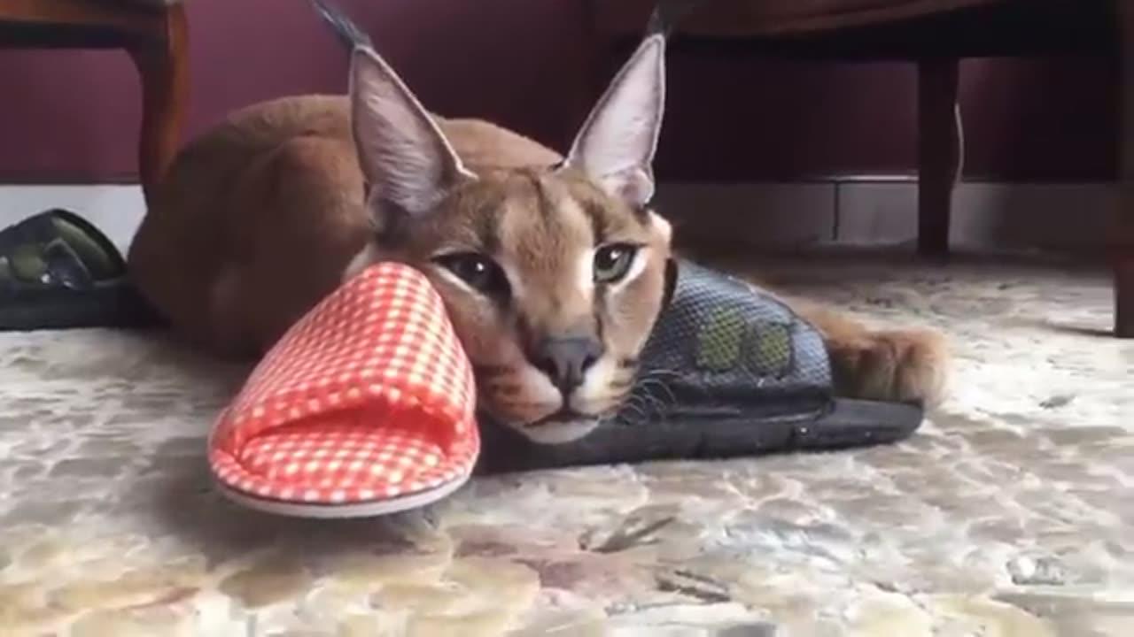 Big Floppa mini Compilation - One News Page VIDEO